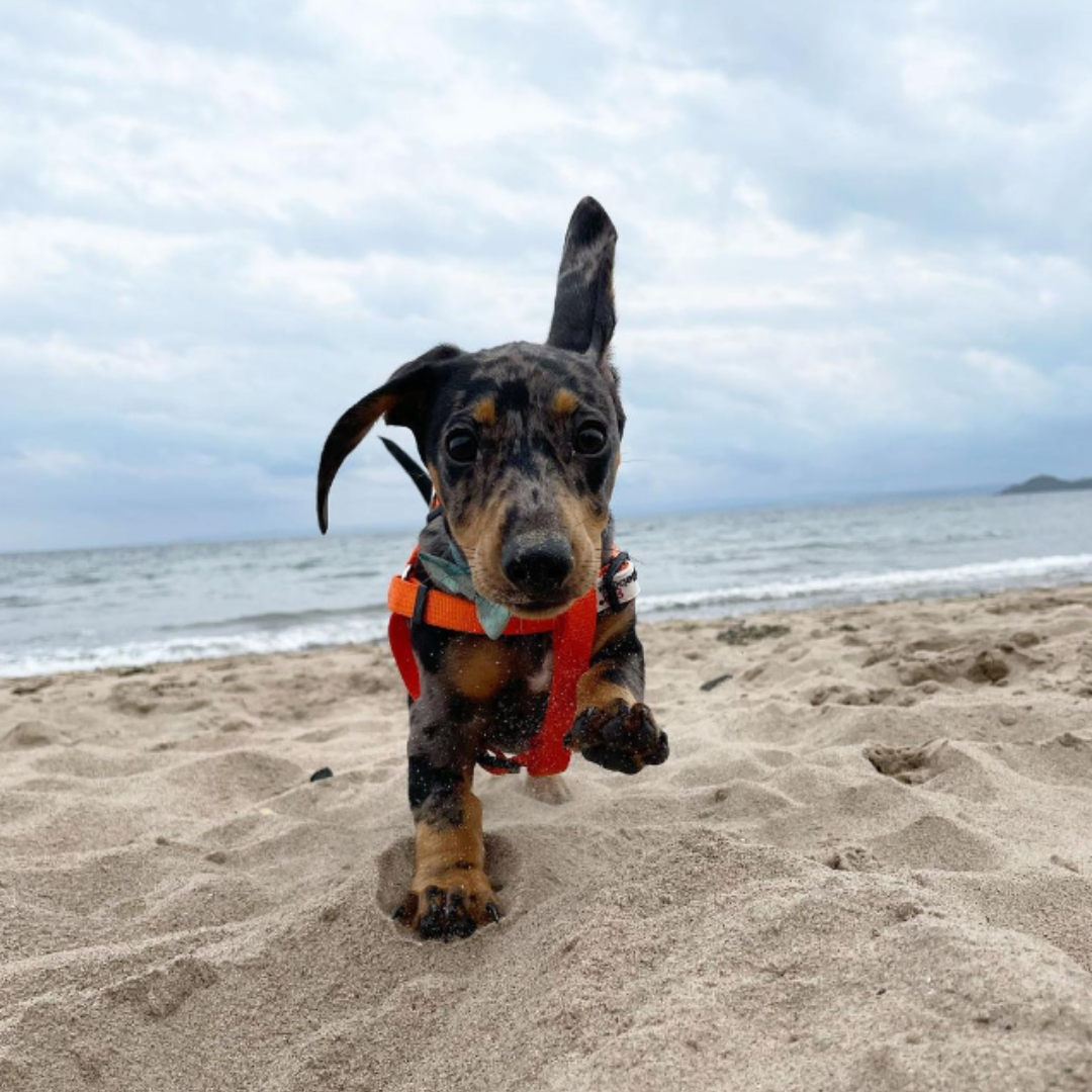 Dog Harnesses | Doodlebone