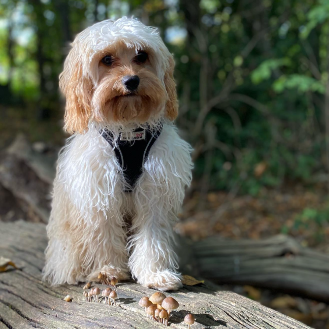 Dog Collars - Safe, Strong & Comfort fit | Doodlebone