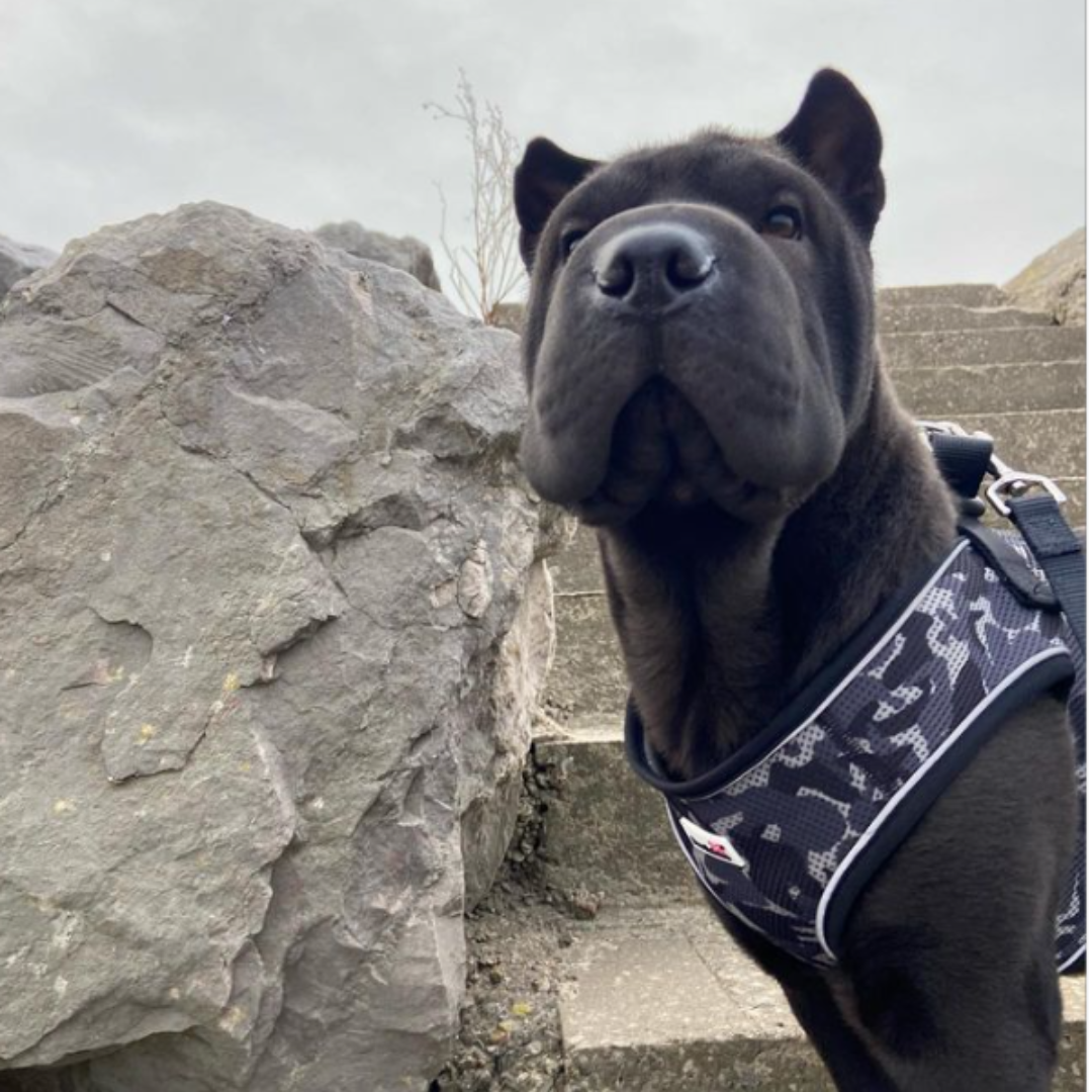 Dog Harnesses | Doodlebone