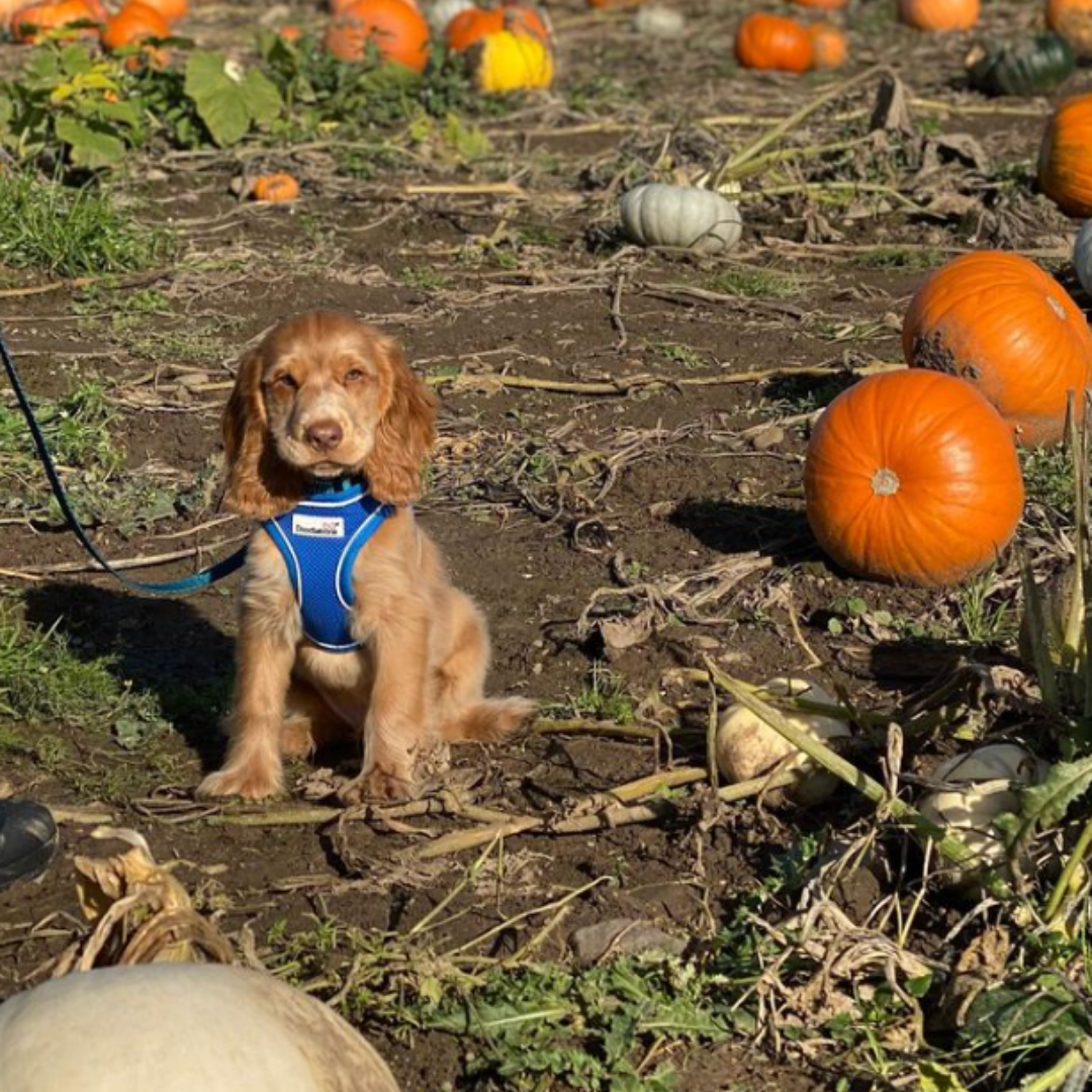 Dog Harnesses | Doodlebone