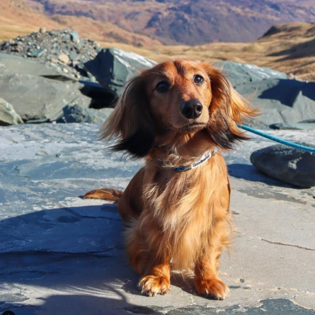 Dog Harnesses | Doodlebone