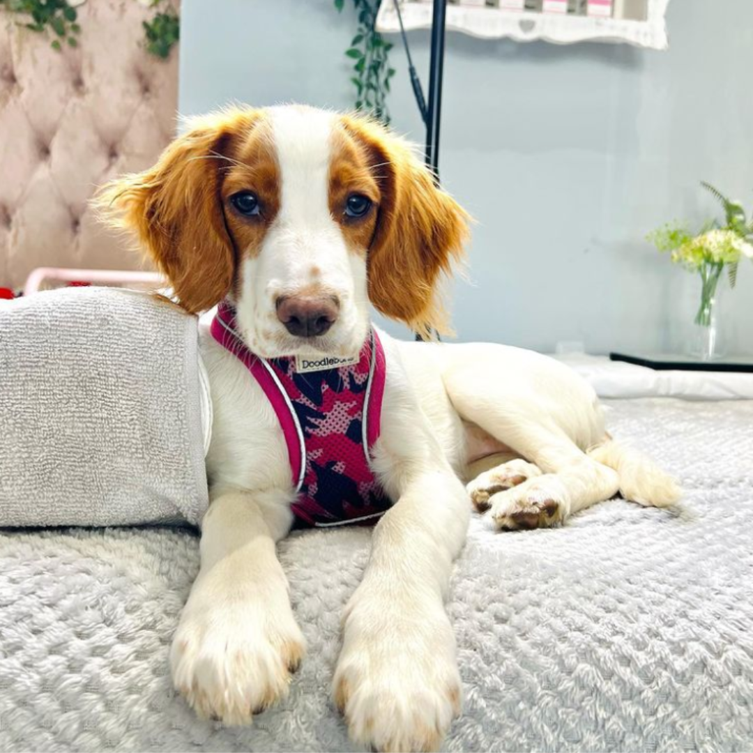 Dog Harnesses | Doodlebone