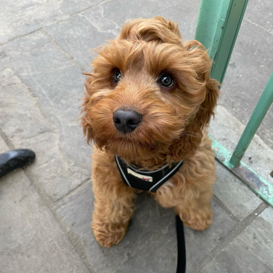 Dog Harnesses | Doodlebone