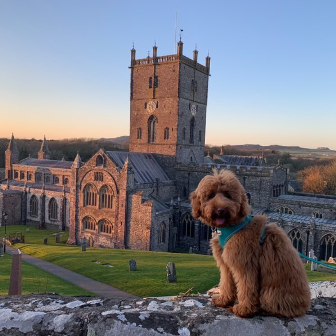 Dog Harnesses | Doodlebone