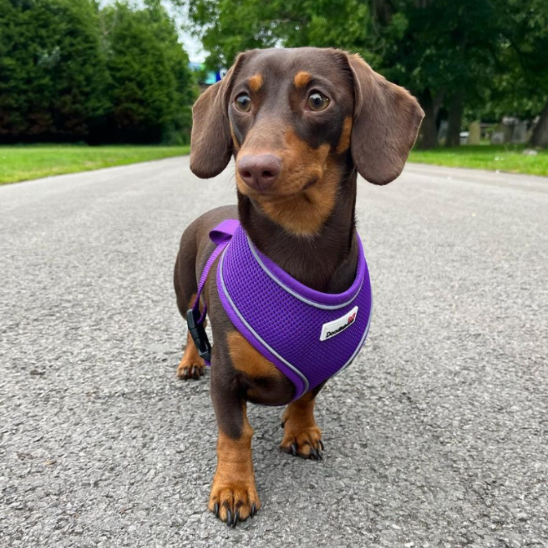 Dog Harnesses | Doodlebone