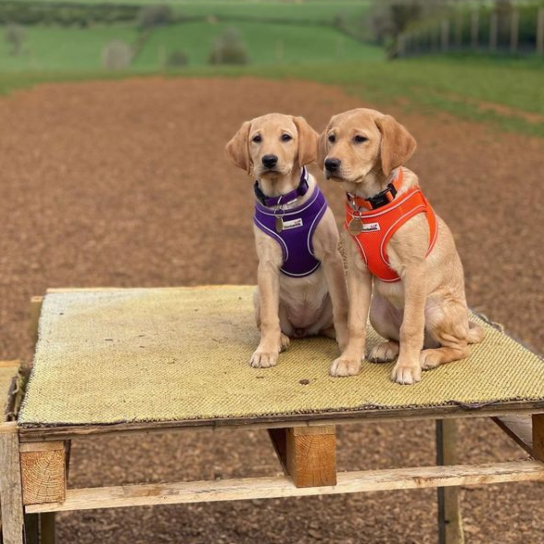 Dog Harnesses | Doodlebone