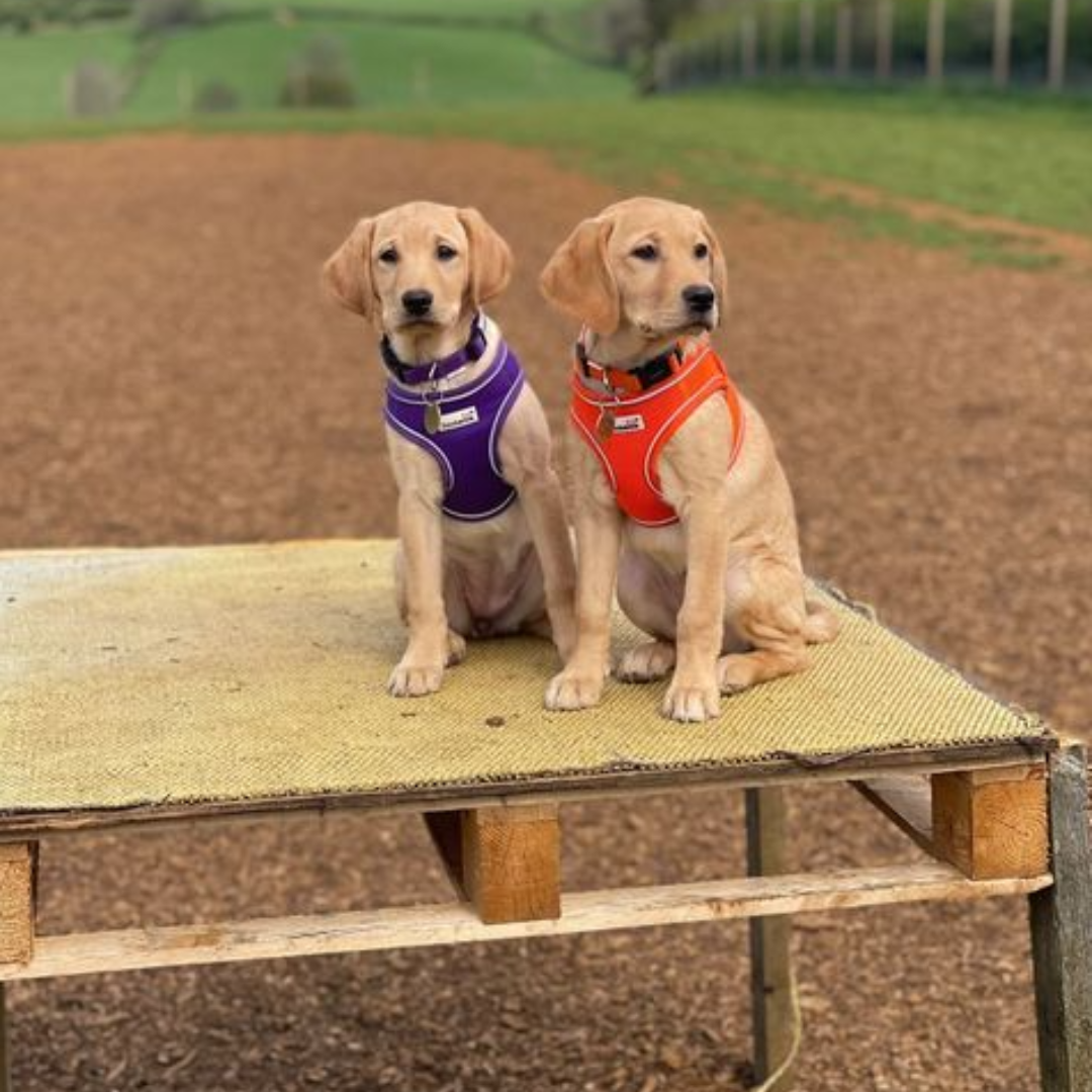 Dog Harnesses | Doodlebone