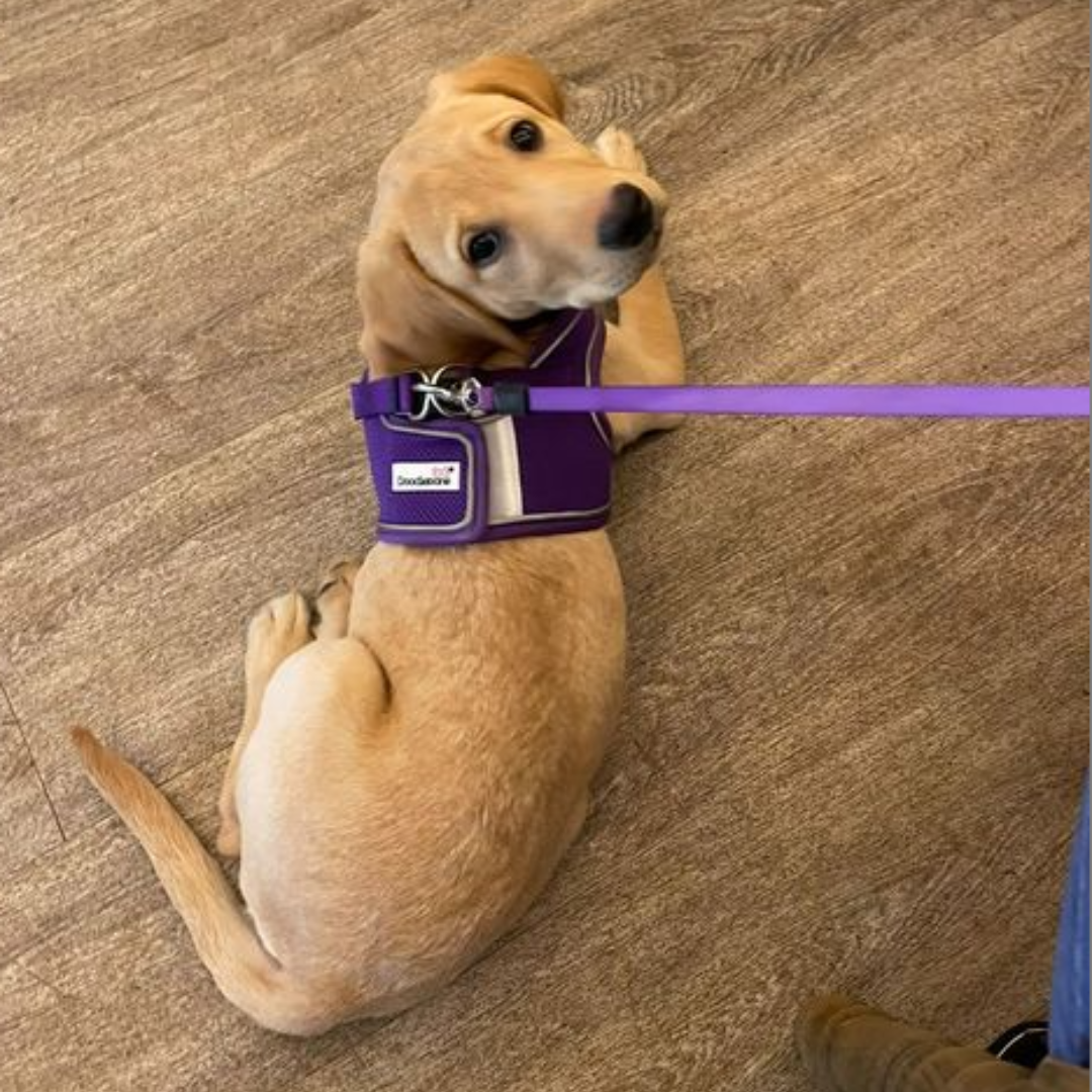 Dog Harnesses | Doodlebone