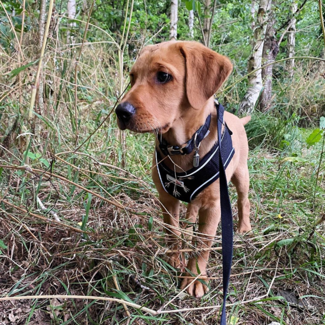 Dog Harnesses | Doodlebone