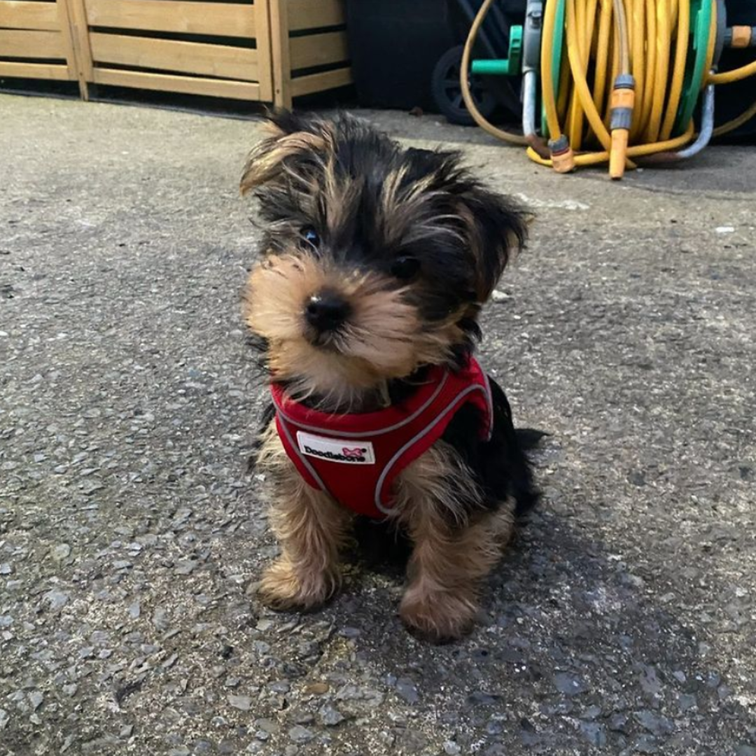 Dog Harnesses | Doodlebone