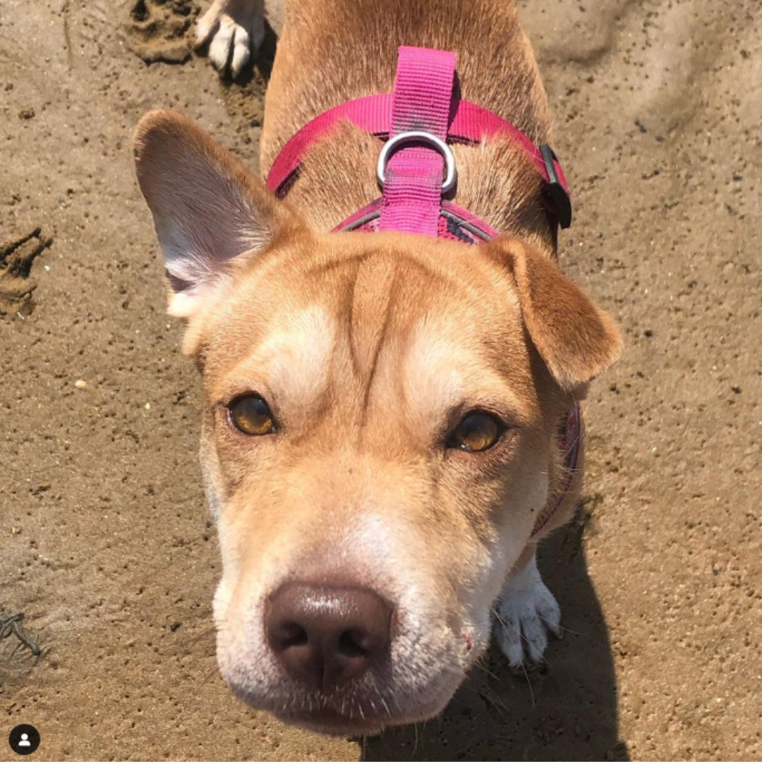 Dog Harnesses | Doodlebone