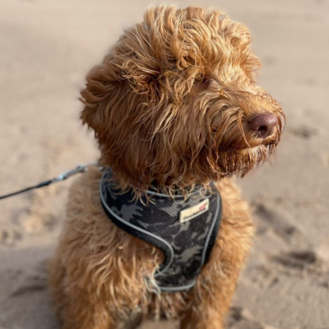 Dog Harnesses | Doodlebone