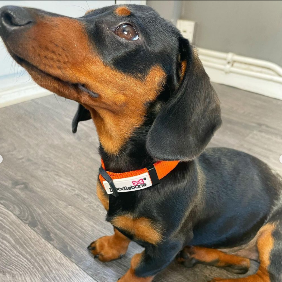 Dog Harnesses | Doodlebone