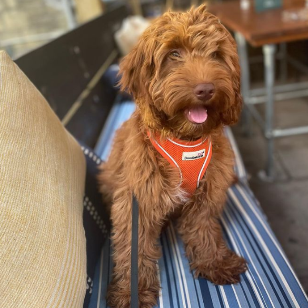 Dog Harnesses | Doodlebone