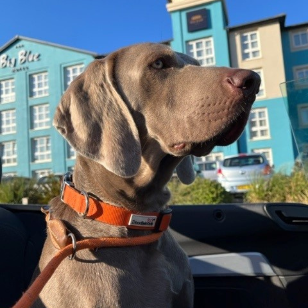 Dog Harnesses | Doodlebone