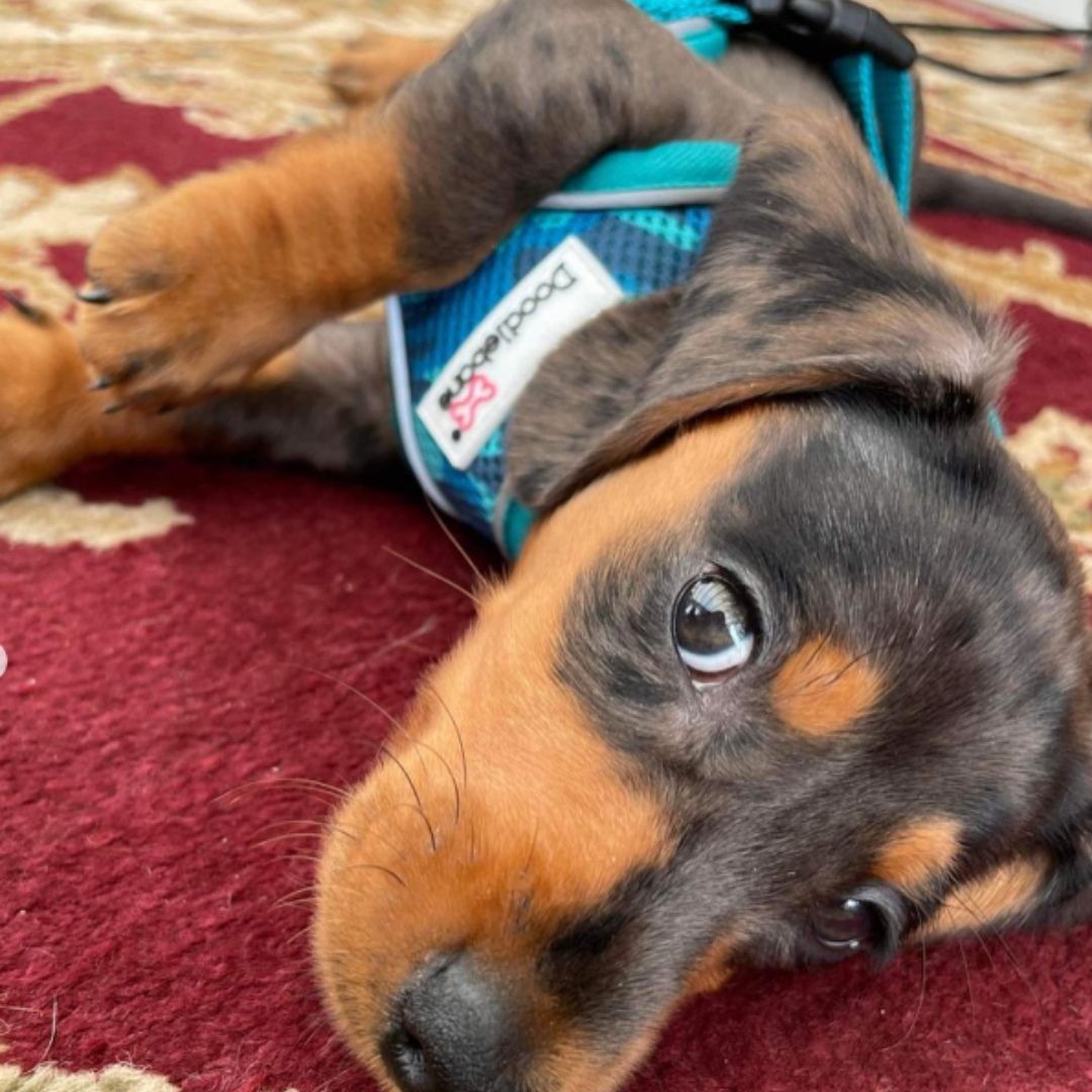 Dog Harnesses | Doodlebone