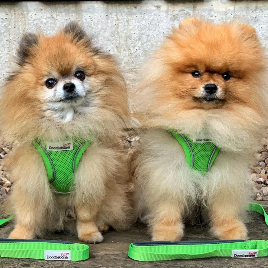 Dog Harnesses | Doodlebone